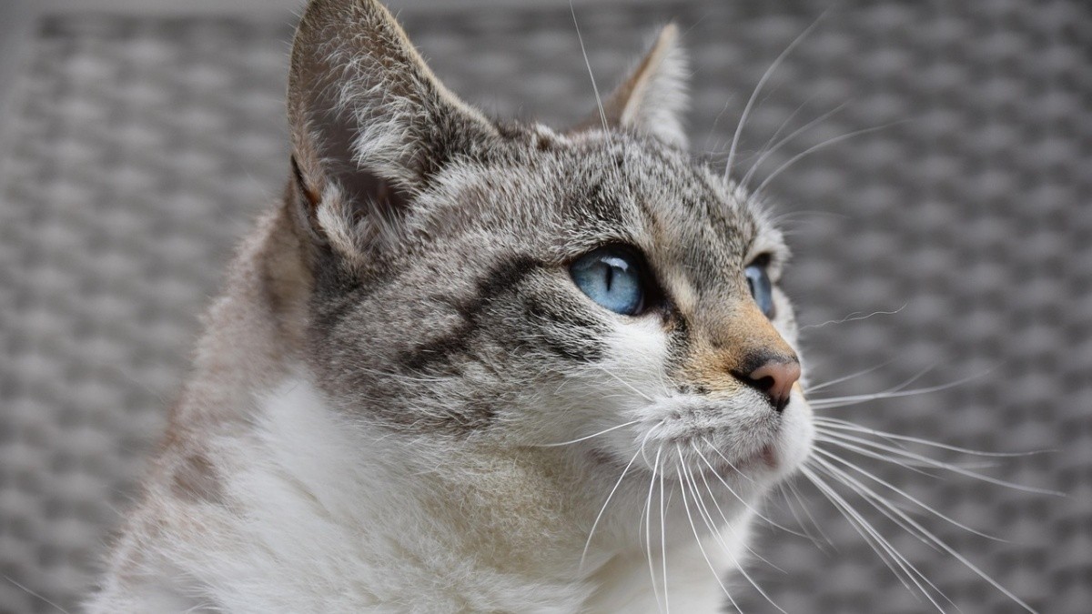 10 common mistakes cat owners make