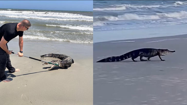 2 gators spotted in surf at Carolina beaches just days apart in rare sight
