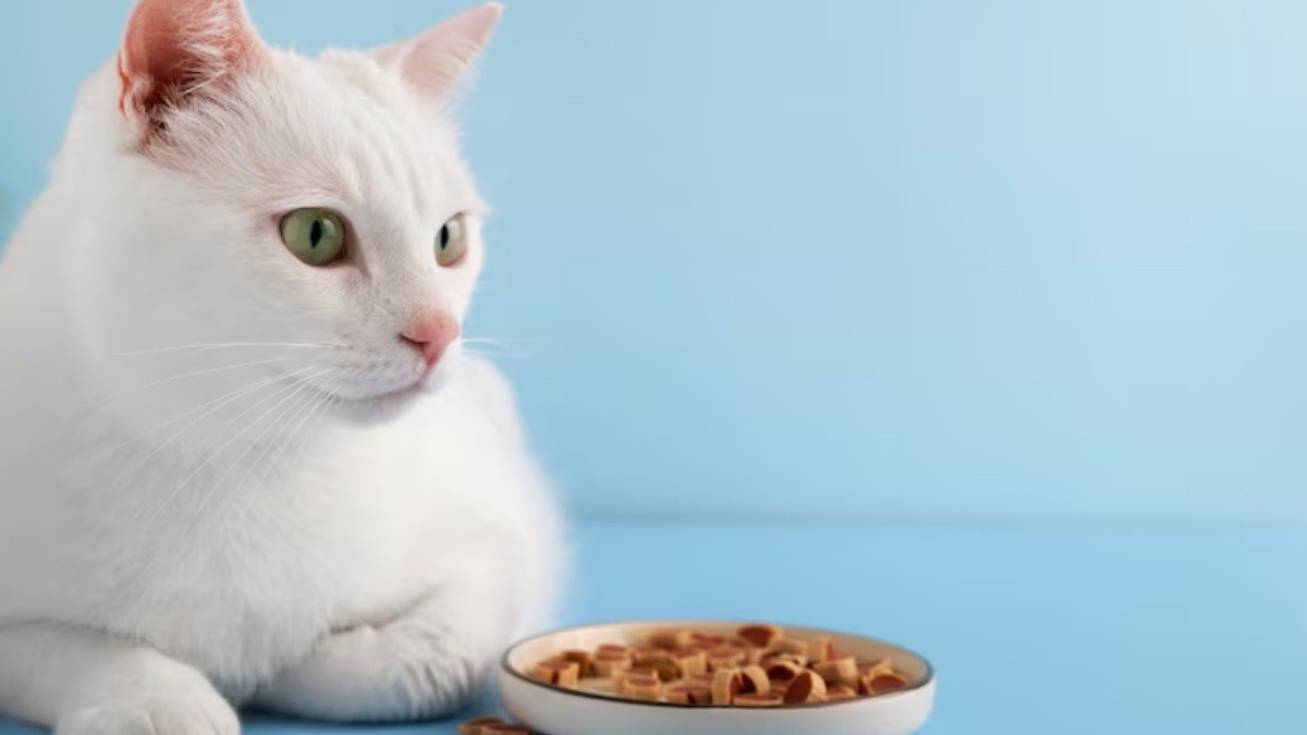 10 common mistakes cat owners make