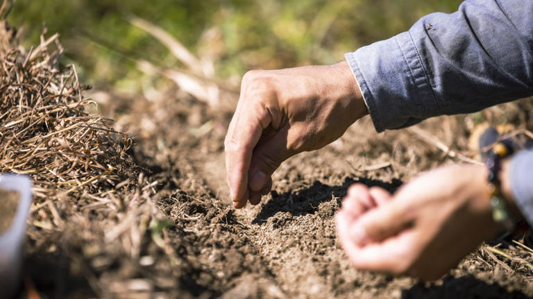 The Genius Hack That Makes Planting Tiny Vegetable Seeds A Breeze