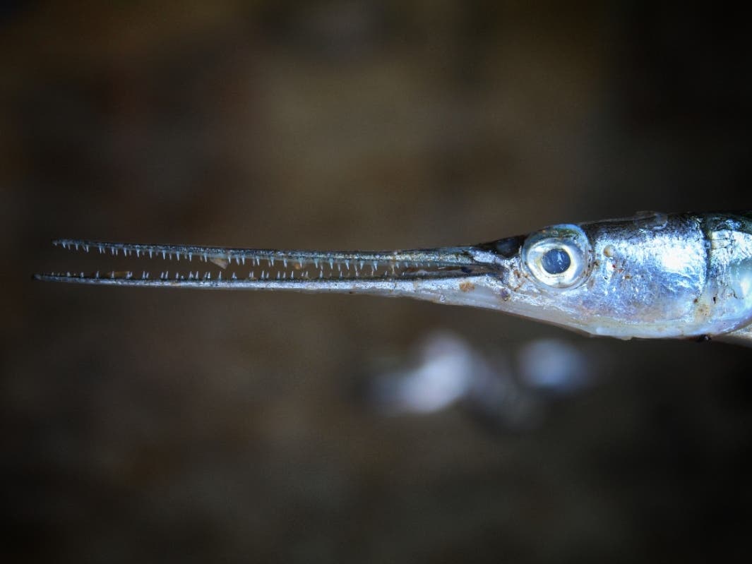 Swimmer Stabbed By Possible Needlefish At Jersey Shore, Police Say