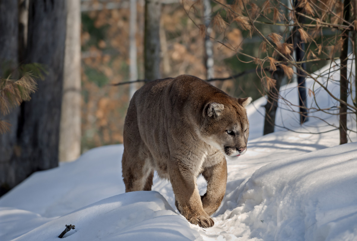 Cougar Encounters Have Led To Temporary Closure of Sections of Whistler ...
