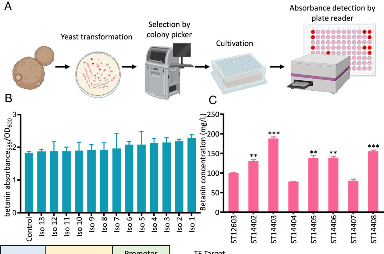 Scalable toolkit streamlines genetic engineering of yeast for industrial biotechnology