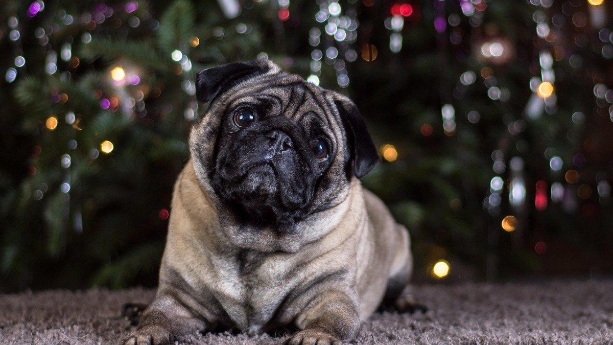 10 dog breeds that find happiness and love in the simplest things