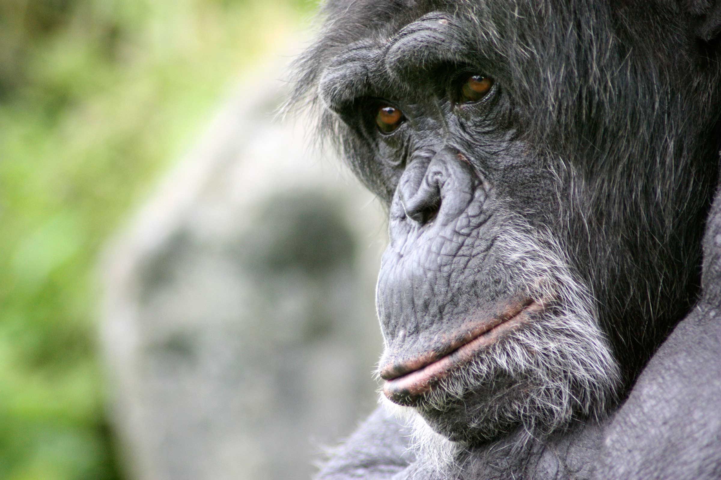 10 Animals That Changed History