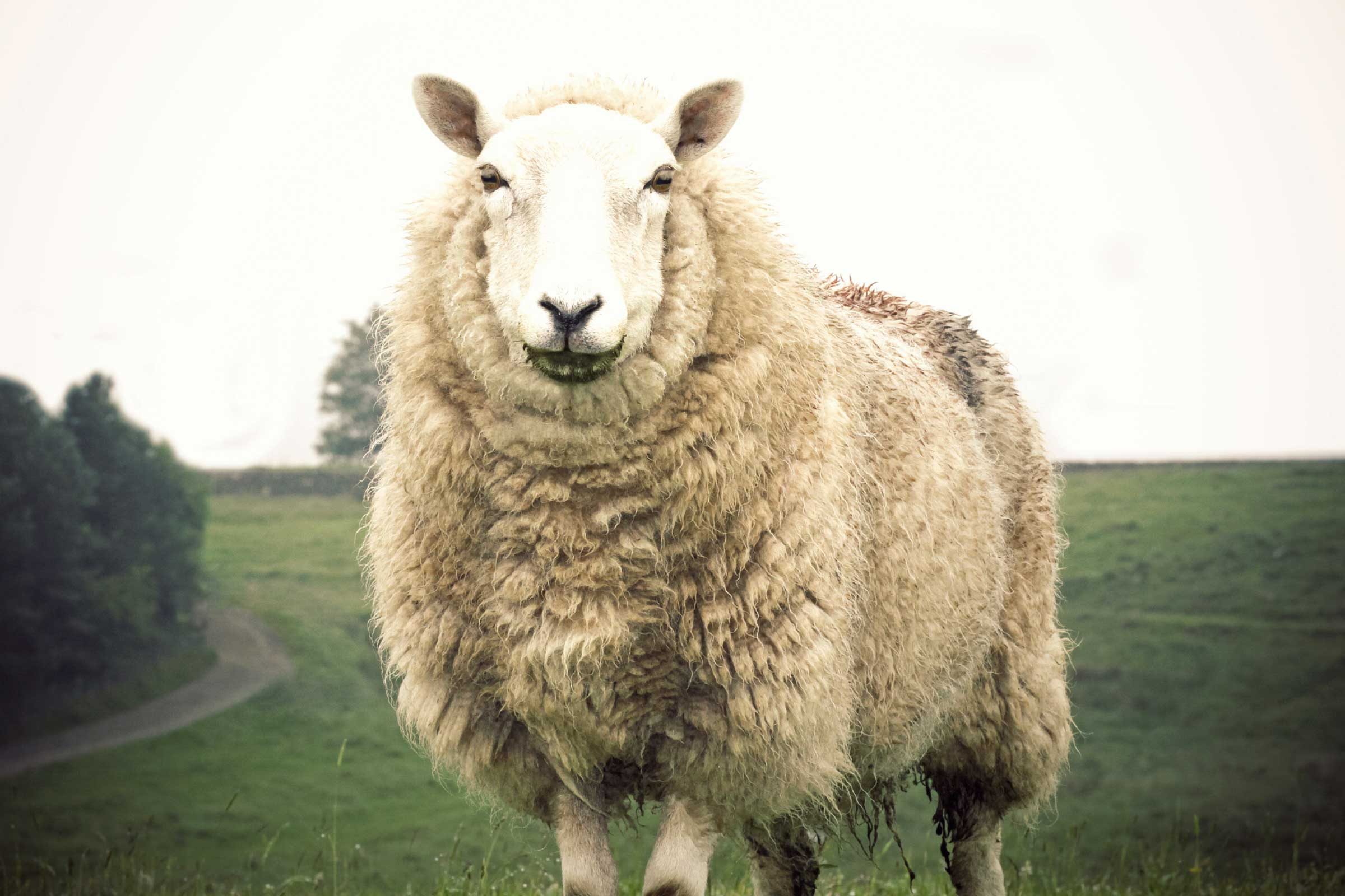 10 Animals That Changed History