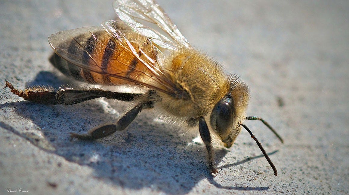 'Killer bees,' or Africanized bees, spreading across the US, including ...