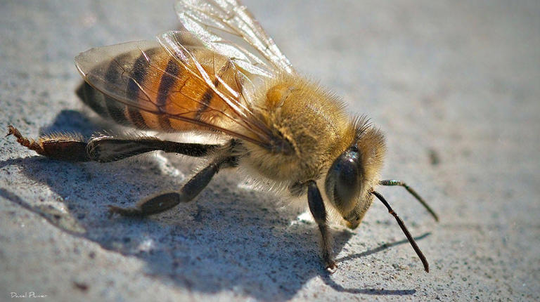Arizona killer bees are dangerous to people and pets. How to stay safe