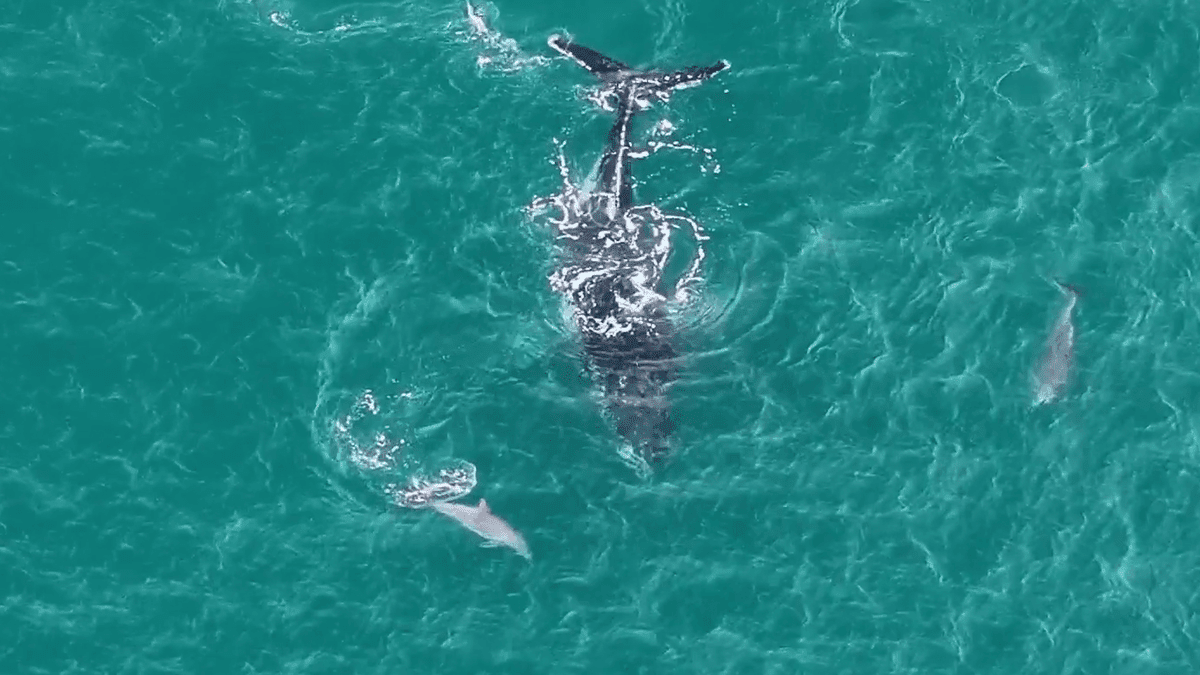 Watch Friendly Dolphins Help Lead A Lost Humpback Whale Into Deeper Waters