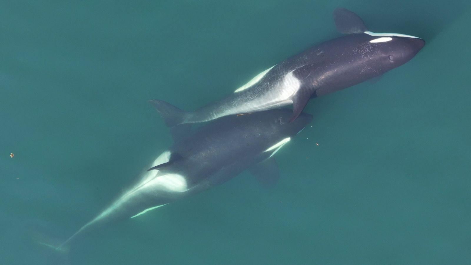 Salmon-hat wearing orcas also give each other massages with kelp ...