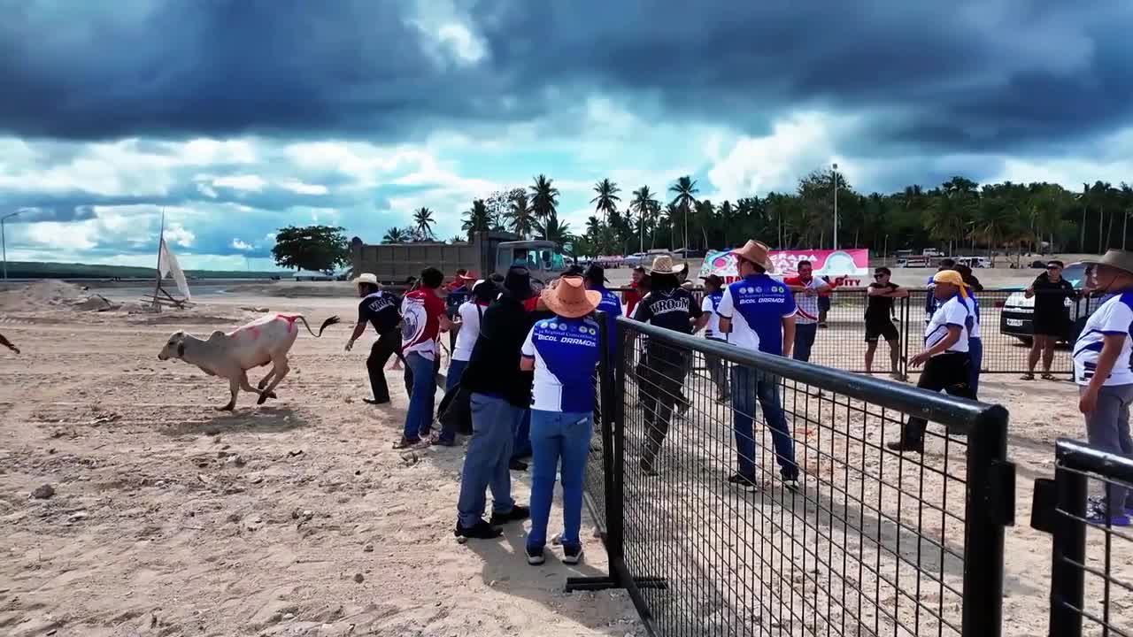 Drone captures stunning video of boat rescuing runaway cow stranded in ...