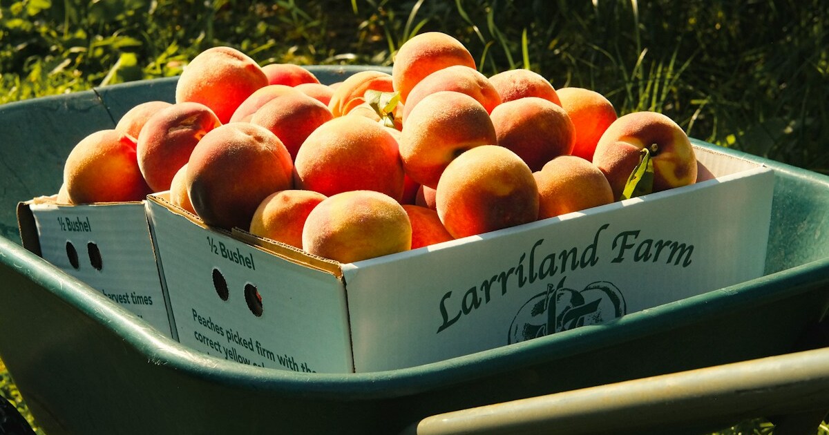 10 Signs Your Peaches Are Ready To Be Harvested
