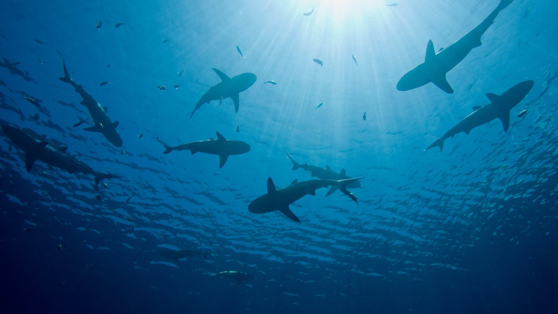 Planning a trip to the beach? Here are the states with the most shark ...