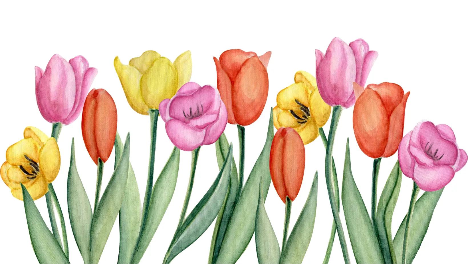 Significado y simbolismo de los tulipanes según sus colores: guía ...