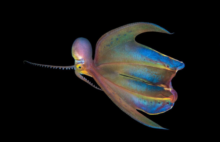 Ranked: The most dangerous sea creatures in the world