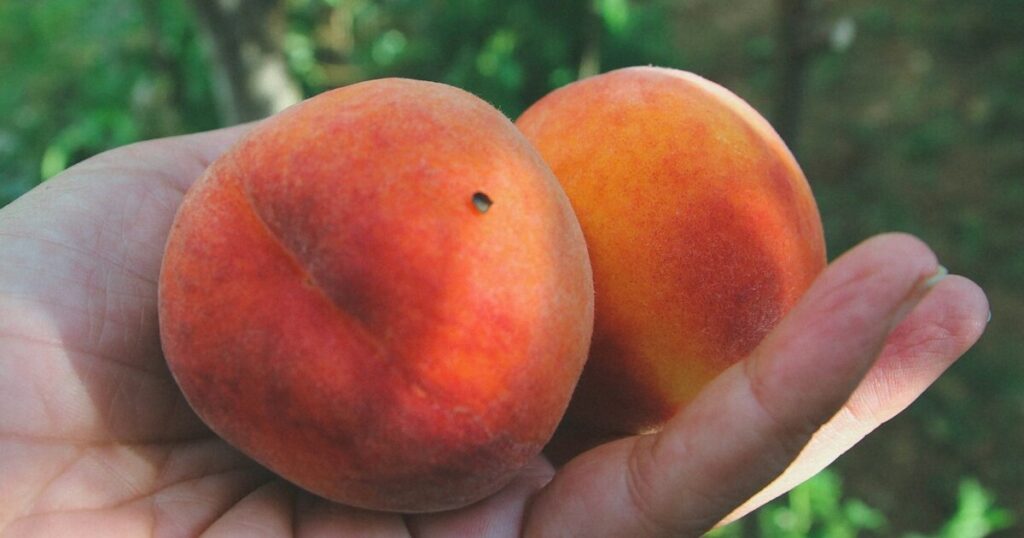 10 Signs Your Peaches Are Ready To Be Harvested