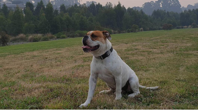 'Hank the Tank' bulldog returns home after a month lost in bushland
