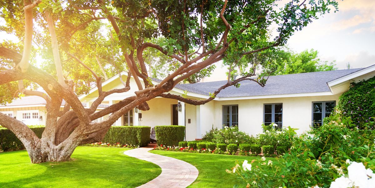 Real estate experts reveal how trees can affect your property value
