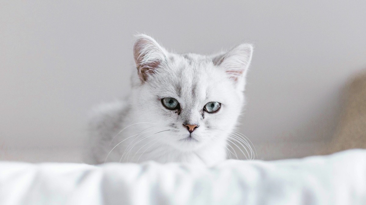 10 common mistakes cat owners make