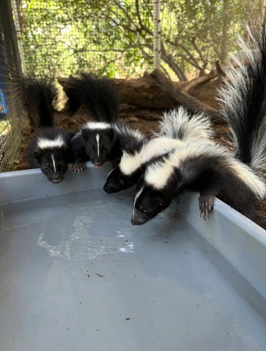 Austin wildlife expert shares tips on how to help animals beat the heat