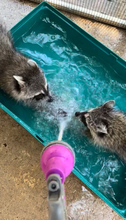 Austin wildlife expert shares tips on how to help animals beat the heat
