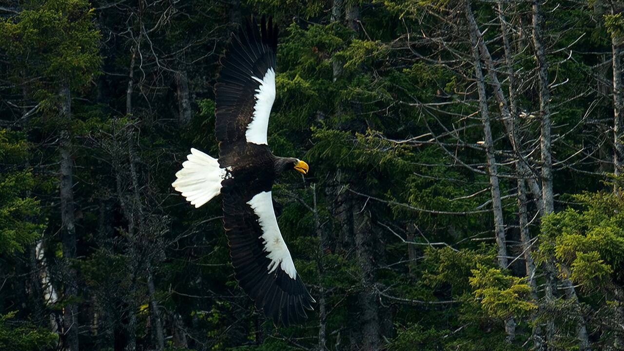 #TheMoment a rare bird of prey was spotted in a Newfoundland town