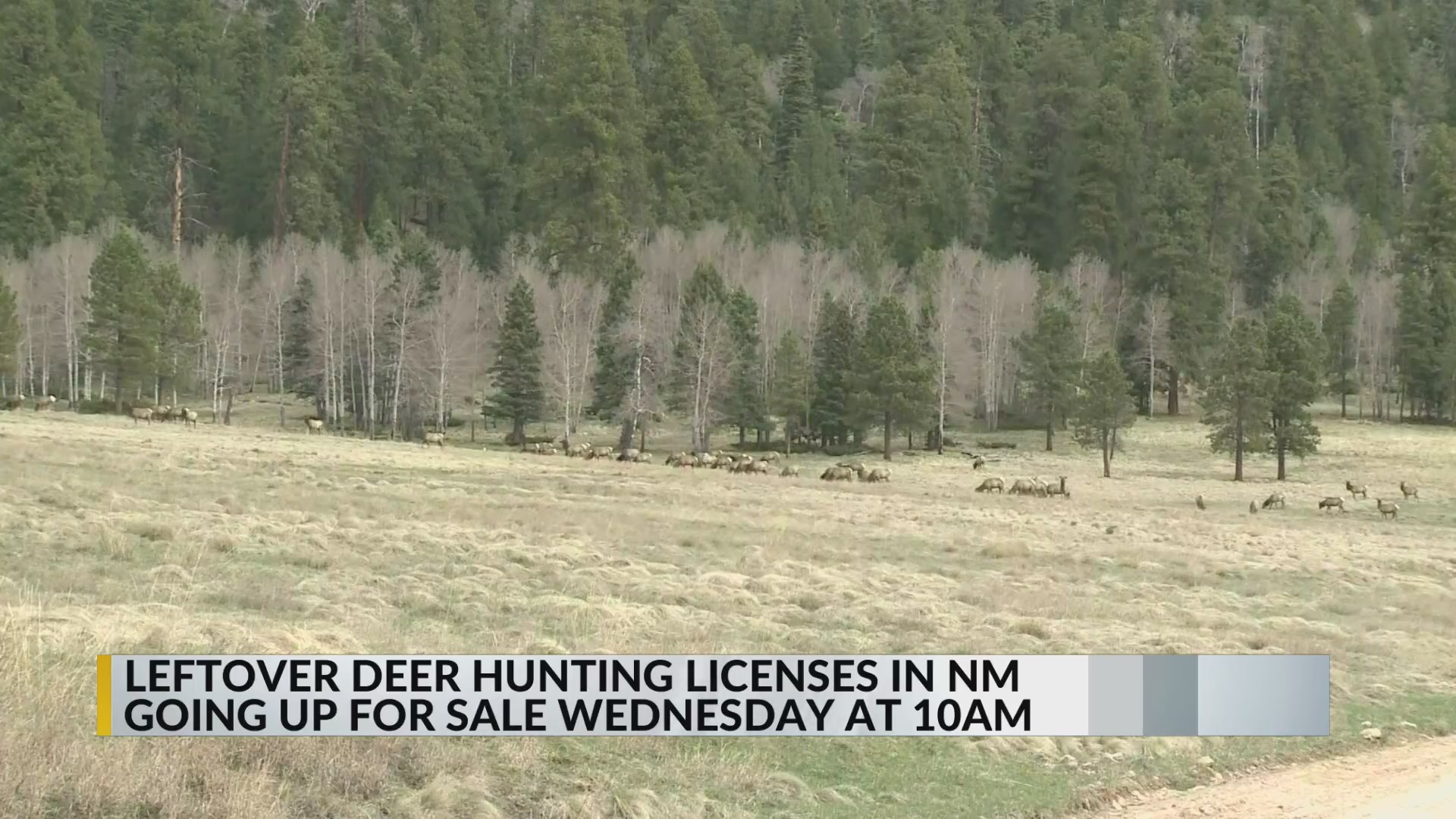 New Mexico Department of Game and Fish to sell leftover deer licenses ...