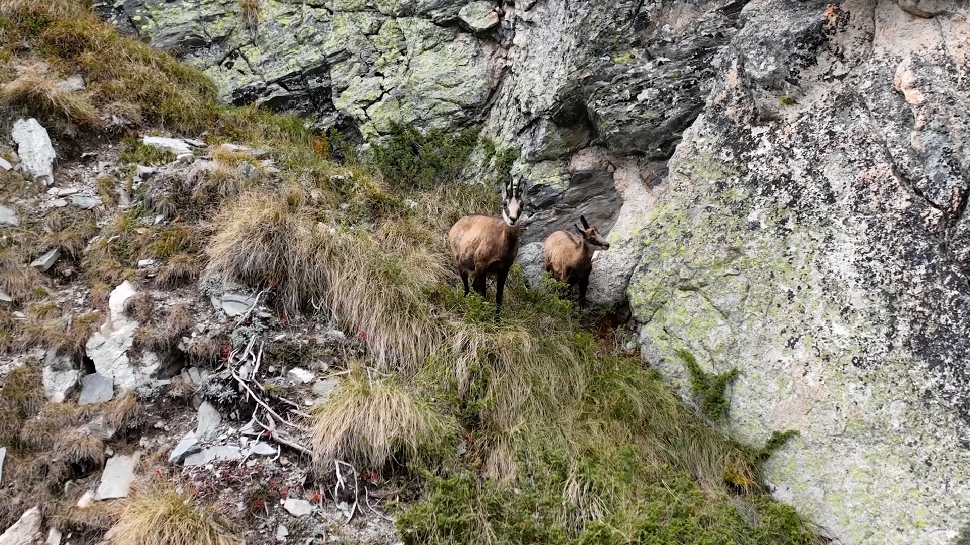 Ibex Alpen: Pemandangan Kambing Gunung yang Lincah dari Drone di ...