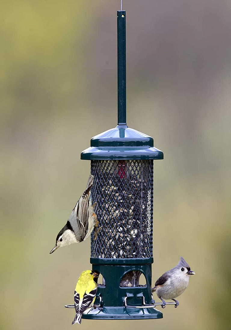 12 Types of Bird Feeders Every Backyard Birder Should Know