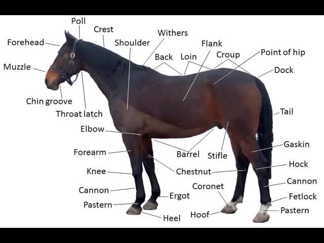 Basketball Game Highlights: Incredible Shots and Misses