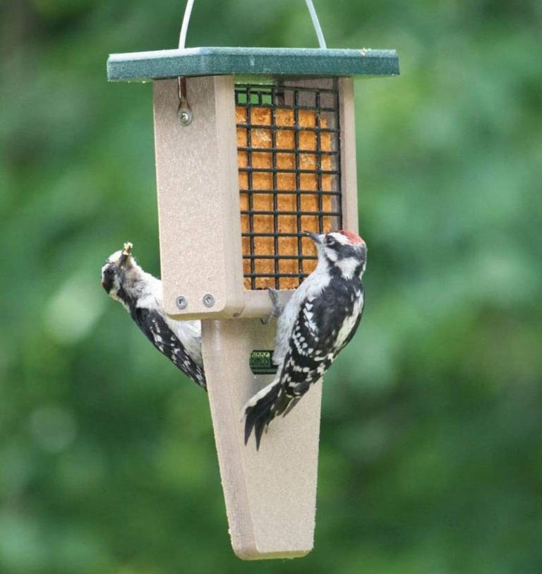 12 Types of Bird Feeders Every Backyard Birder Should Know