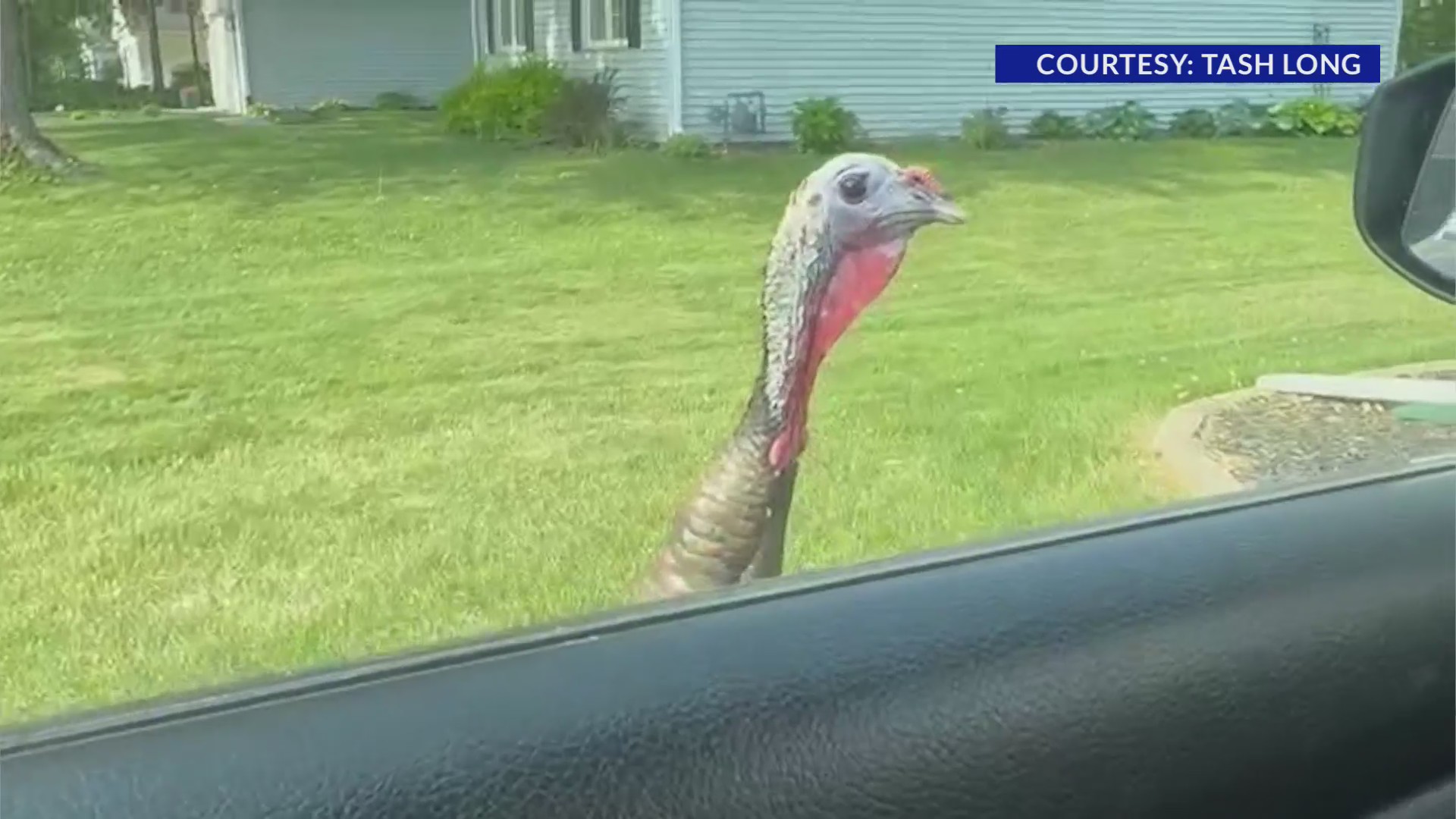 Turkey terror named 'Karl' torments residents of Rockton, Illinois