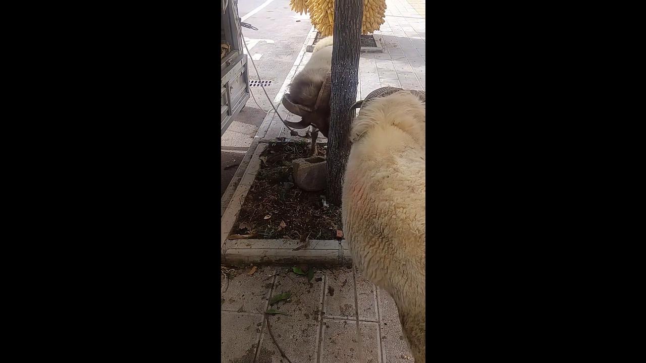 Rams have a joint head-scratching session on a tree