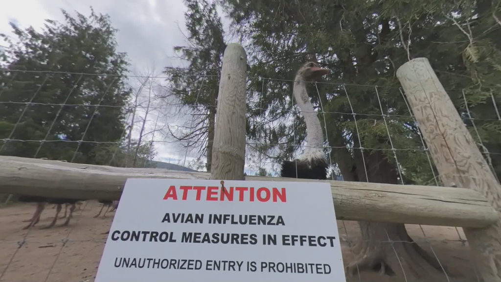 Ostrich cull order temporarily paused at Edgewood, B.C. farm as owners ...