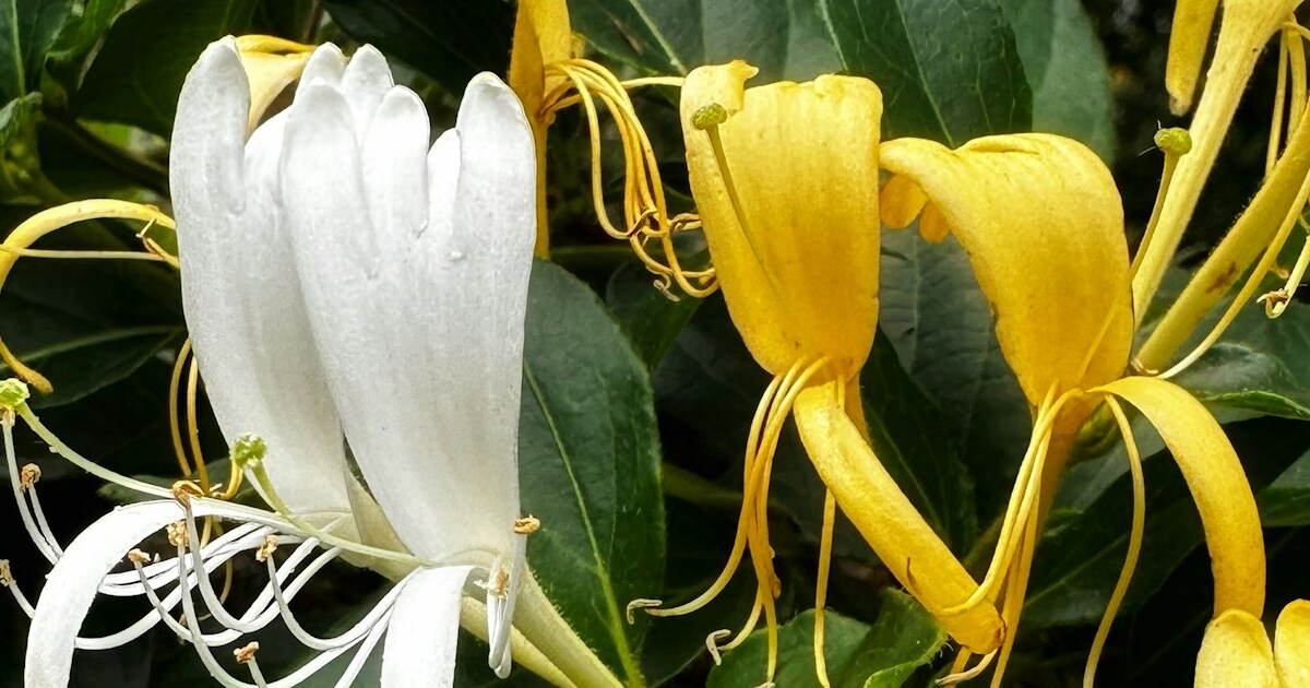 10 Gardening Mistakes To Avoid When Growing Honeysuckle