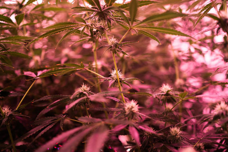 With prospects of a THC ban eroded, Texas hemp industry supports age ...