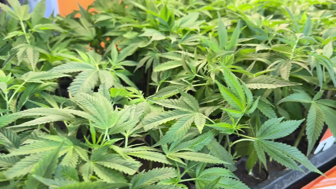 Germany: Cannabis Enthusiasts Flock to Final Day of Mary Jane Berlin Expo