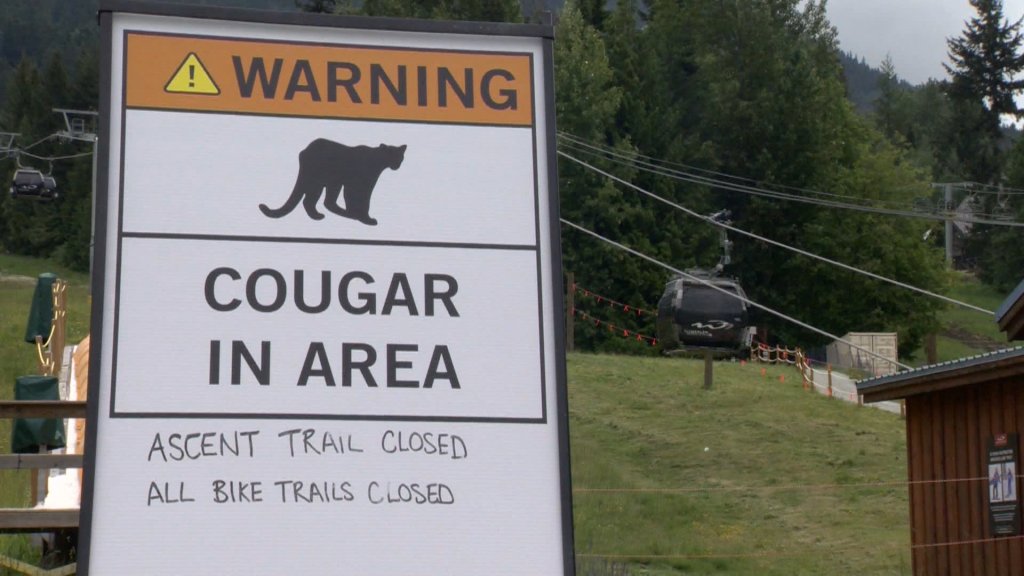 Search for cougars continues at Whistler Blackcomb, area closures ...