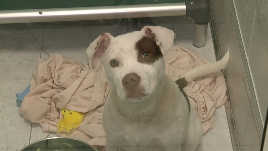Animal Rescue New Orleans opens new upgraded shelter for pets