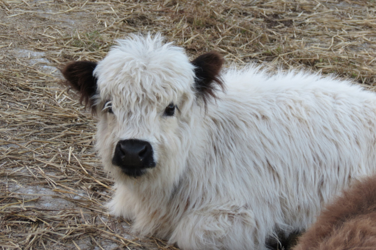 Proud Mama Highland Cow Showing Off Her New Baby Is Too Sweet to Resist