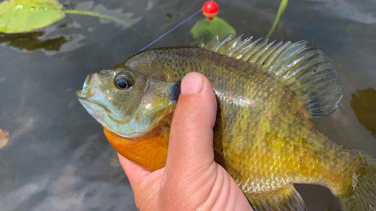 How to Choose the Right Fishing Lure: 8 Expert Tips for Fishing Success