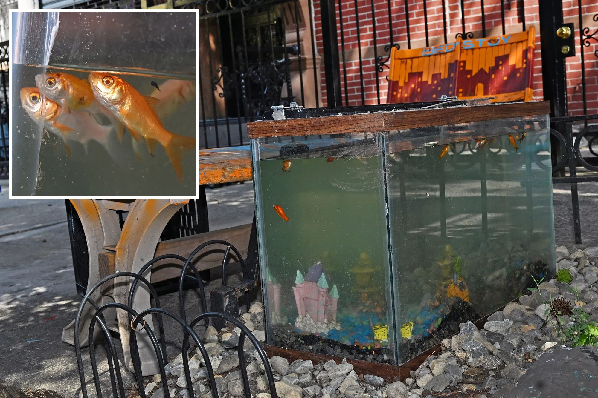 Bed-Stuy aquarium returns and reignites fish abuse concerns as NYC ...
