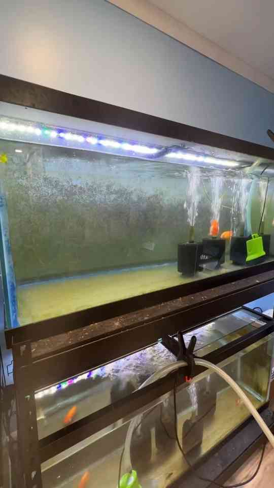 Are Goldfish Actually Good Pets for Beginners