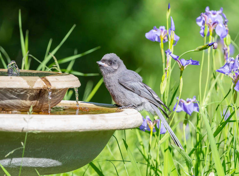 Why every garden needs a water feature—even a simple birdbath