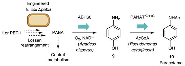 Engineered E. Coli Transforms Waste Plastic Into Common Painkiller