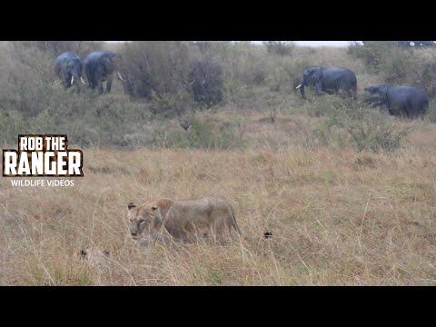 Leopard Cubs Displaying Early Hunting Skills in the Wild