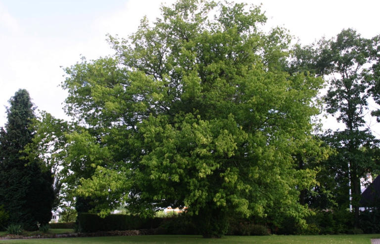 Descubre los Mejores Árboles de Hoja Caduca para Tu Jardín: Guía ...