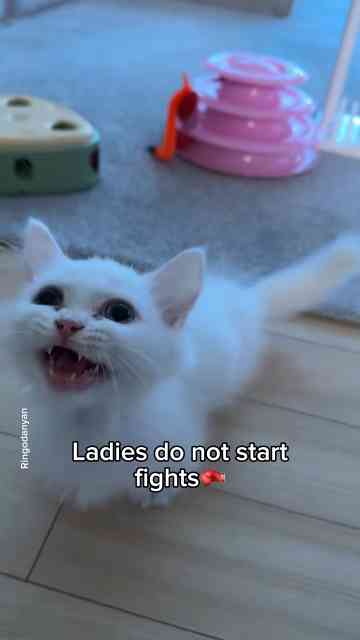 My Cat Is Definitely a Lady Cat