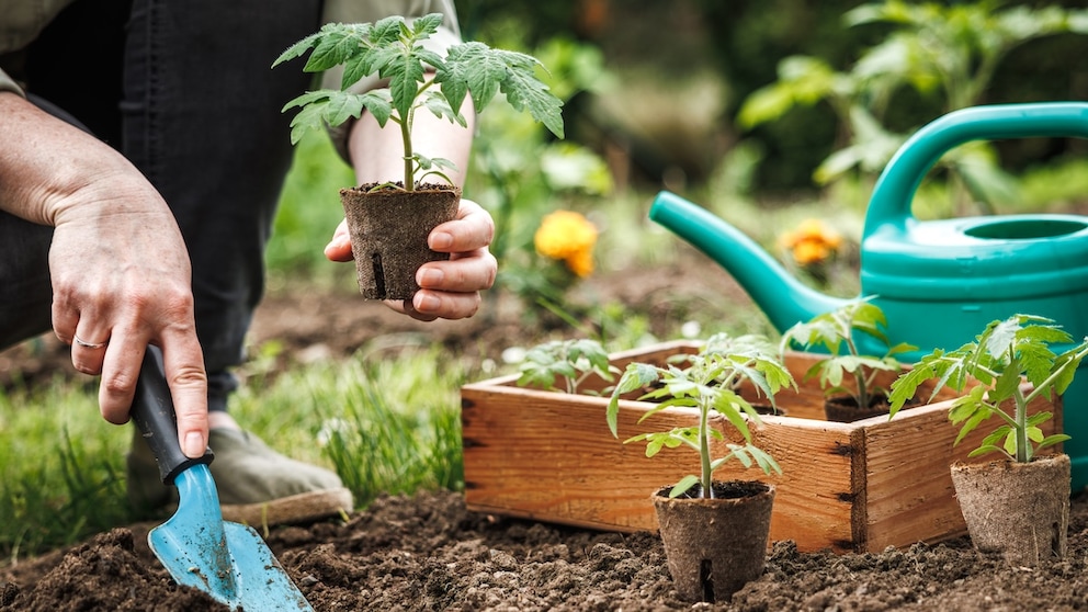 Why You Should Plant Tomatoes Twice