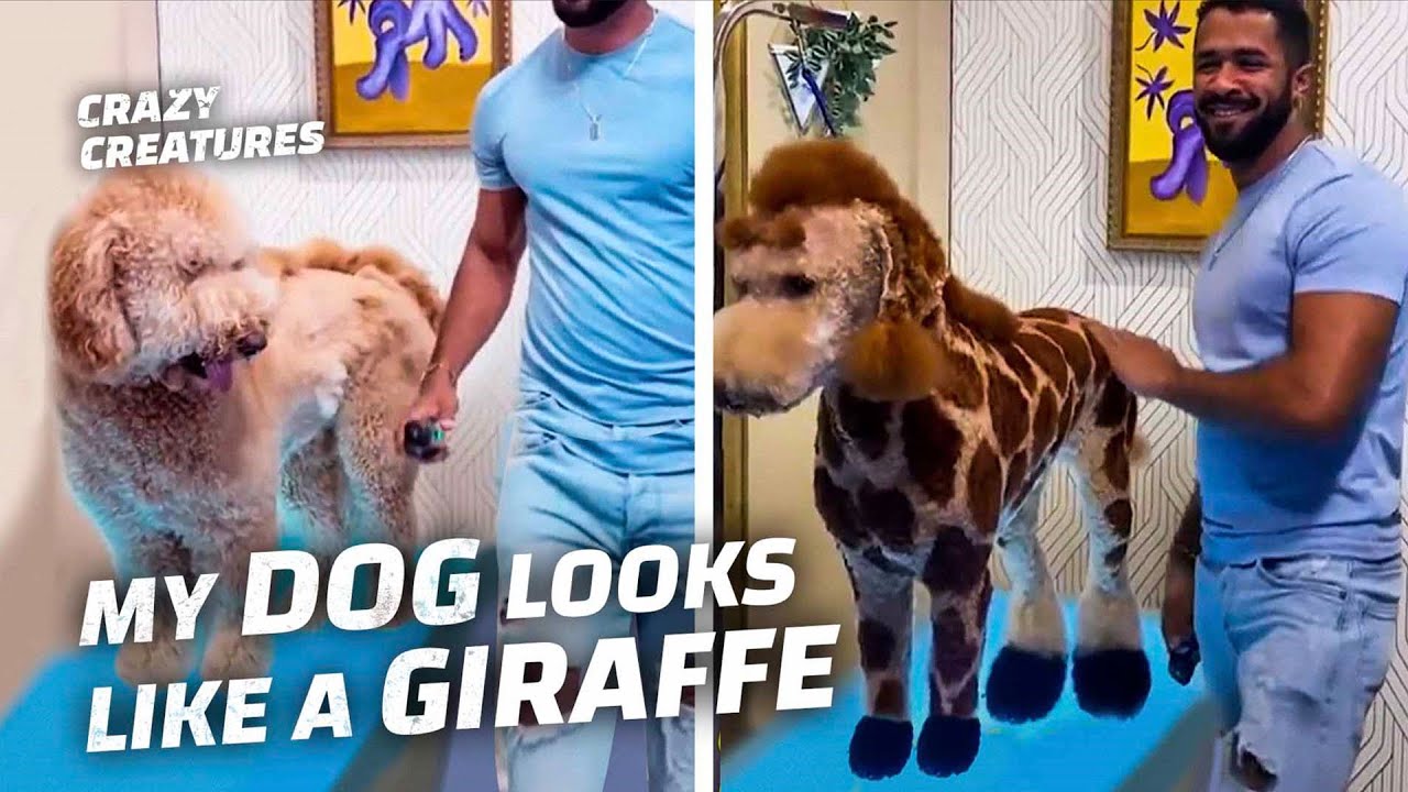 Groomed to Giraffe: You’ve Never Seen a Dog Like This